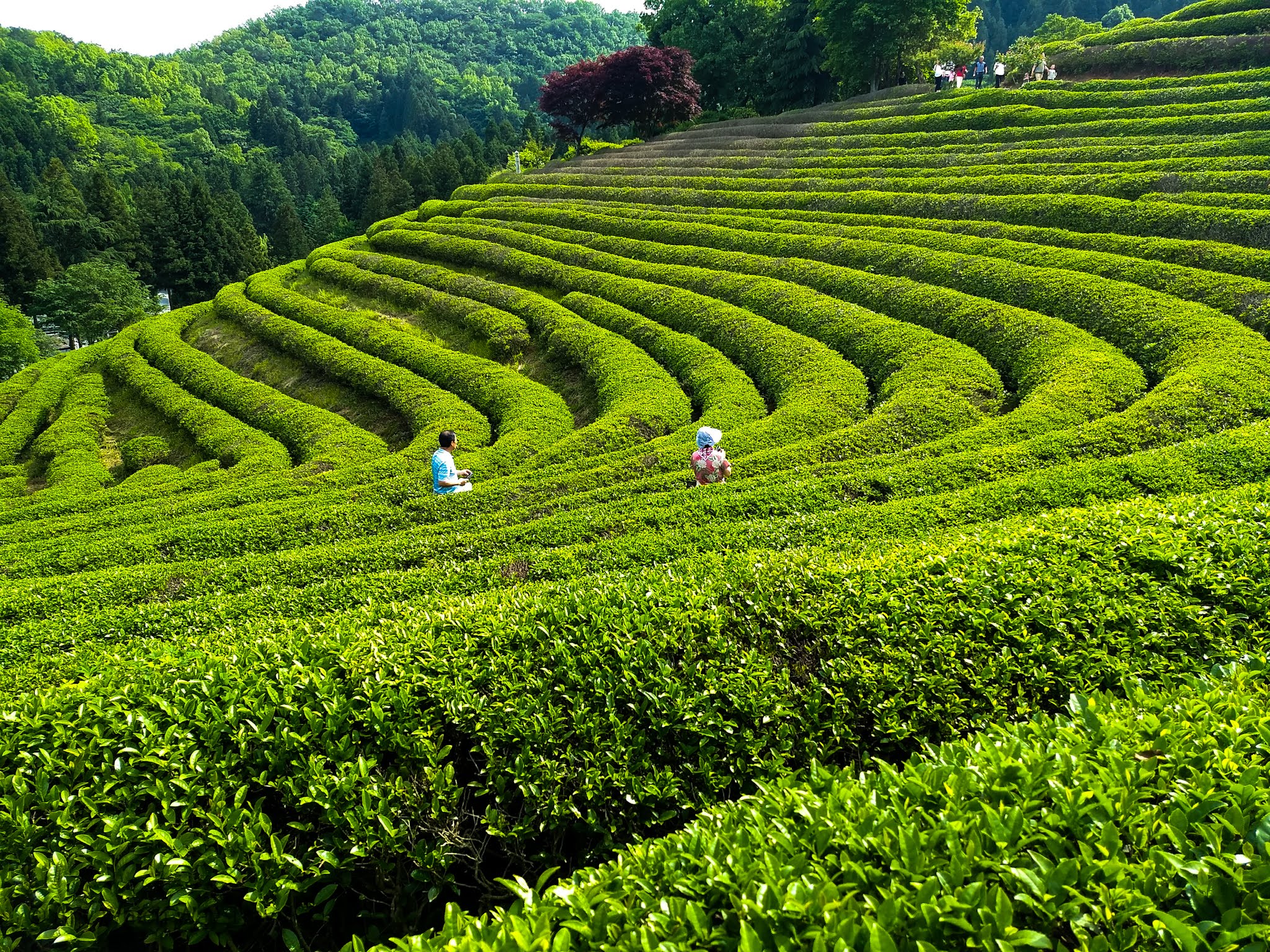 Boseong Tea Fields – The BS Travelers